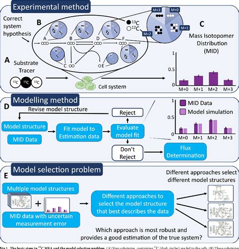 Figure 1 From Validation Based Model Selection For 13c Metabolic Flux Analysis With Uncertain