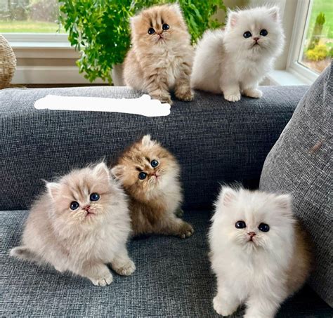 Persian Kittens For Adoption And Rehoming