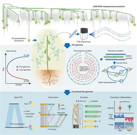 Chinese Scientists Construct High Quality Graph Based Soybean Genome Chinese Scientists Construct High Quality Graph Based Soybean Genome