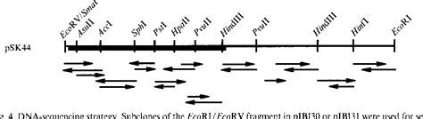 Figure 1 From Molecular Cloning And Nucleotide Sequence Of The Gene Encoding A Calcium Dependent