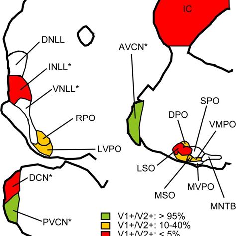 Of Vglut Mrna Expression In The Rat Auditory Brainstem Red Nuclei Download Scientific Diagram