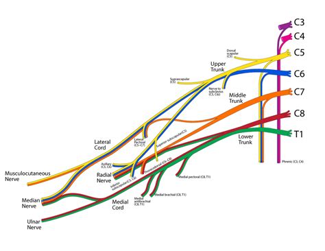 Brachial Plexus Diagram Quizlet