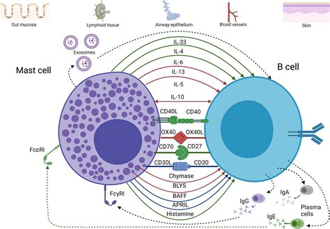 Frontiers Mast Cell Modulation Of B Cell Responses An Under