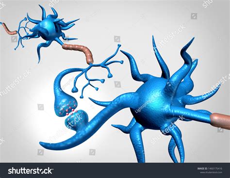 Neuron Synapse Receptor Cells Anatomy Sending Stock Illustration