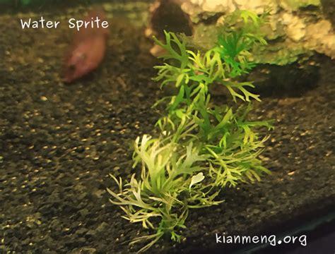 Kianmengorg Planting Water Sprite Ceratopteris Thalictroides