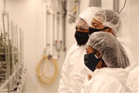 Cannabis Entrepreneurship Program Tend Harvest Cultivate