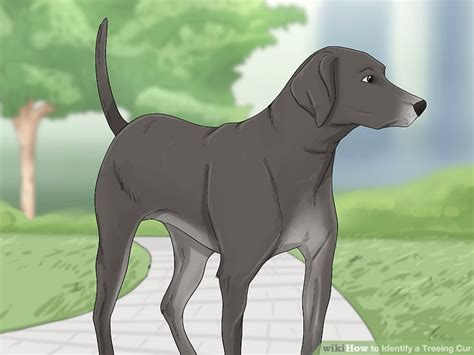 Ways To Identify A Treeing Cur WikiHow
