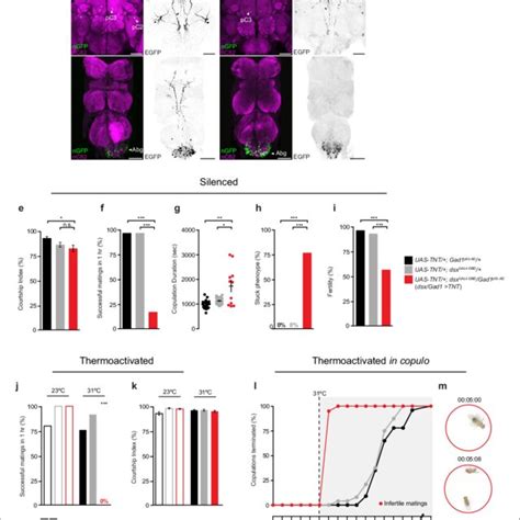 Sexually Dimorphic Dsx Glutamatergic Neurons Control Genital Coupling Download Scientific
