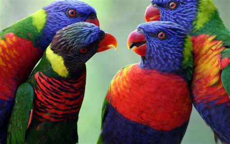 Download The Beauty Of Nature Colorful Birds Winging Through The Sky