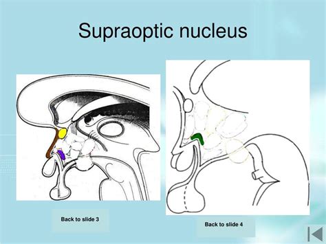 Ppt The Interactive Hypothalamus 1 Powerpoint Presentation Free