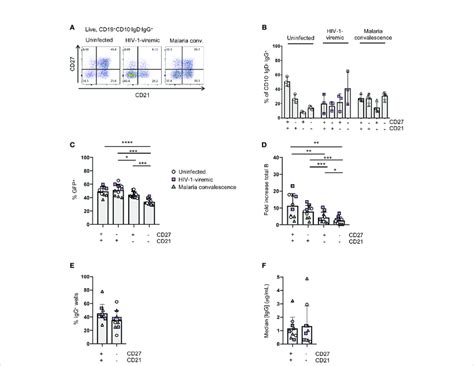 Immortalization Of B Cell Subsets Based On Cd27 And Cd21 Expression In Download Scientific
