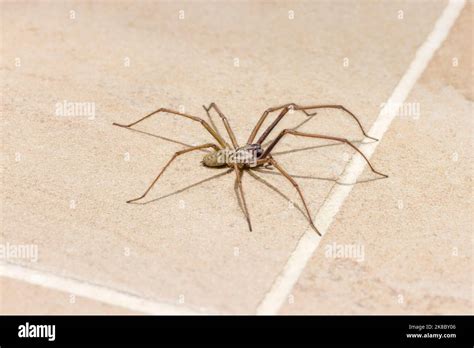 Hobo Spider Vs Giant House Spider