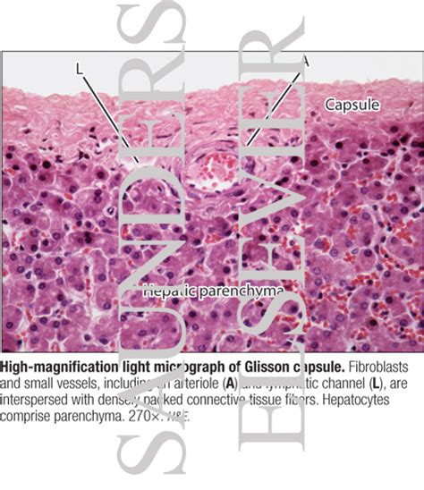 High Magnification Light Micrograph Of Glisson Capsule