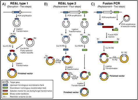 A Guide To Binary Vectors And Strategies For Targeted Genome Modification In Fungi Using