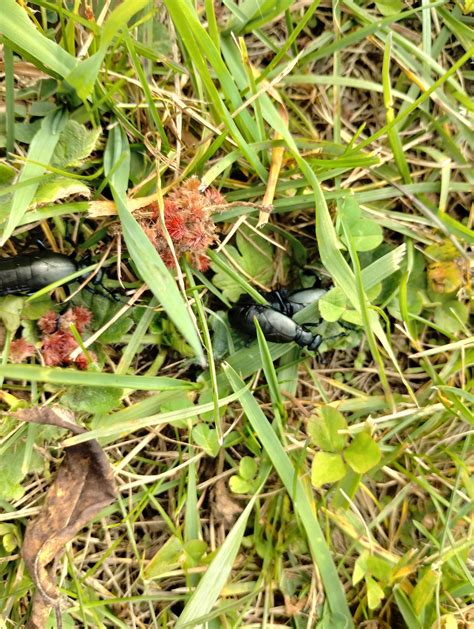 Large Ant Like Bug R Whatsthisbug
