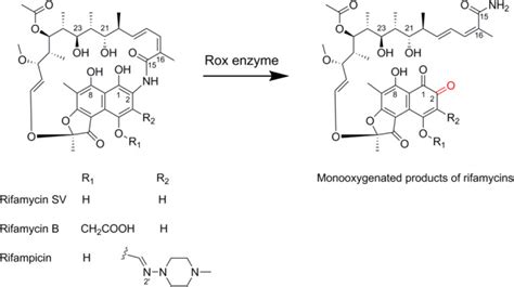 Characterization Of The Rifamycin Degrading Monooxygenase From Rifamycin Producers Implicating