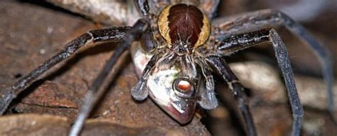 Fishing Spider Eating A Fish