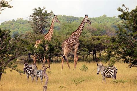 Selous Game Reserve Safari Guide