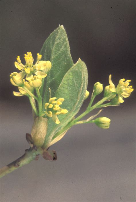 Sassafras Albidum Sassafras Go Botany