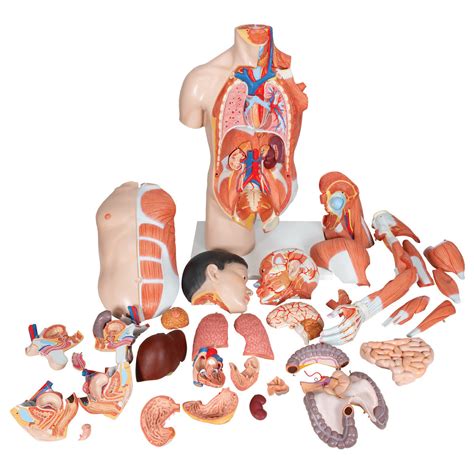 Deluxe Lifesize Asian Dual Sex Torso Model 33 Part Anatomystuff