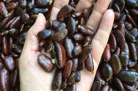 How To Grow Pawpaw Trees Introduction To The Pawpaw