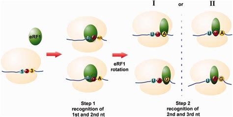 Models For Stop Codon Recognition By Erf1 Step 1 Binding Of Erf1 To Download Scientific