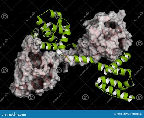 Dystrophin Muscle Protein Domain N Terminal Actin Binding Domain