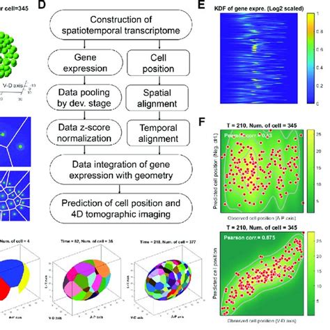 Construction Of Spatiotemporal Gene Expression Profile And Prediction