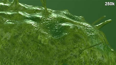 Two Models Of Flagellum Bacteria 3d Model Animated Cgtrader