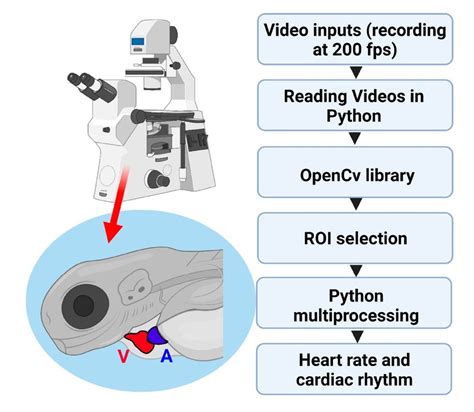 Schematic Diagram Showing The Instrument Setting And Analysis Pipeline Download Scientific