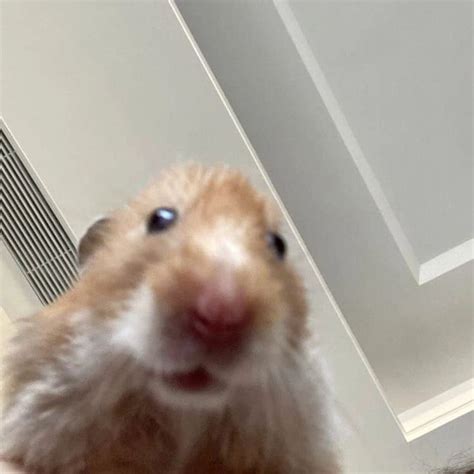 12 Hamster Reaction Pics Ideas Hamster Funny Hamsters Cute Hamsters