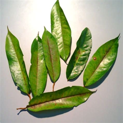 Detecting Durian Leaf Disease Leaf Blight Leaf Spot Anthracnose