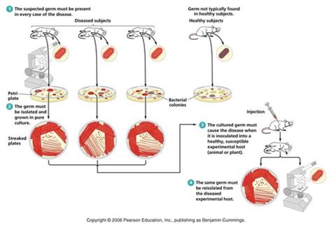 Lecture 3 CELS Flashcards Quizlet Lecture 3 CELS Flashcards Quizlet