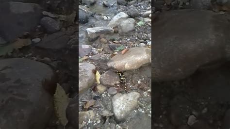 Дъждовник на Кладенчето Щопурката октомври 2015 Youtube