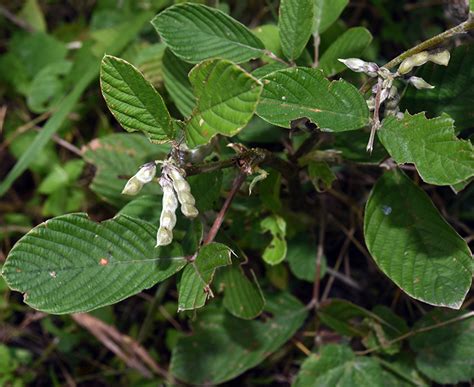 福星花園 排牌錢樹