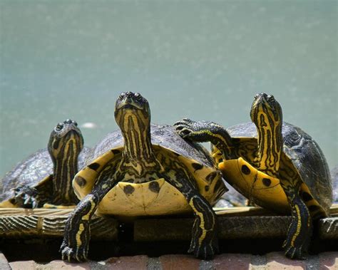 Premium Photo Closeup Shot Of Three Small Turtles Together