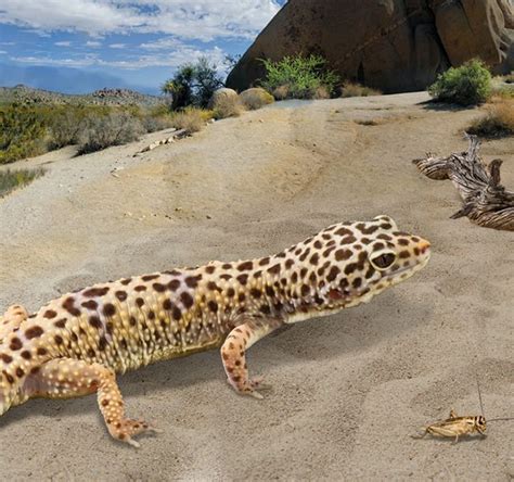 Leopard Gecko Habitat Facts At Francis Needham Blog