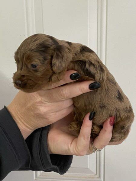 Cockapoo Puppies For Sale High Ridge Puppies