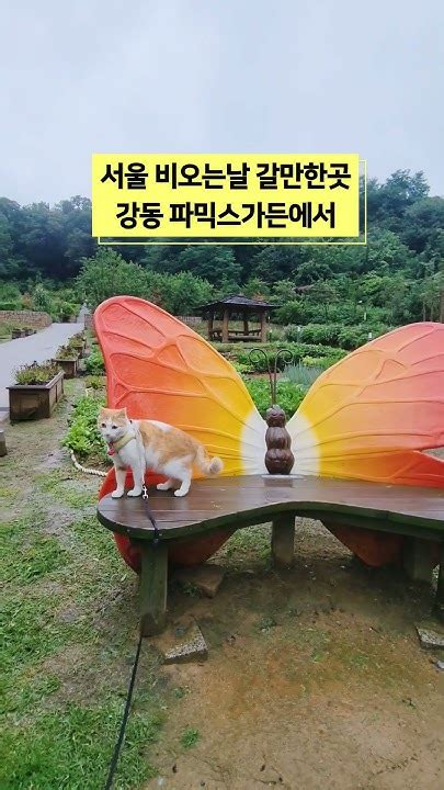 고양이와 여행하는법 반려견동반 애견동반 고양이케이지 비오는날갈만한곳 서울비오는날데이트 고양랑여행 고양이랑자전거여행 서울애견동반 파믹스가든 Youtube