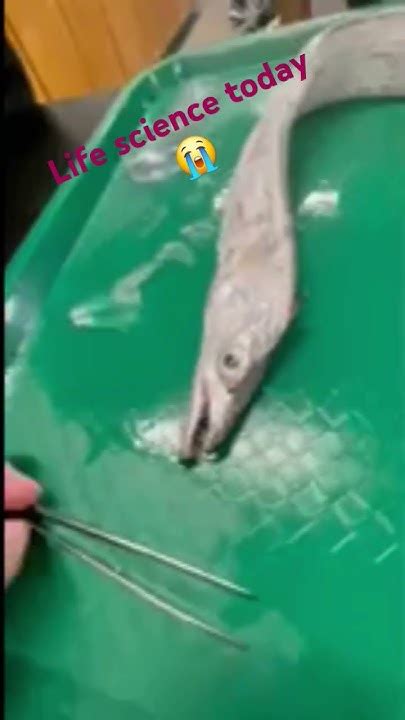 Science Class Youtube