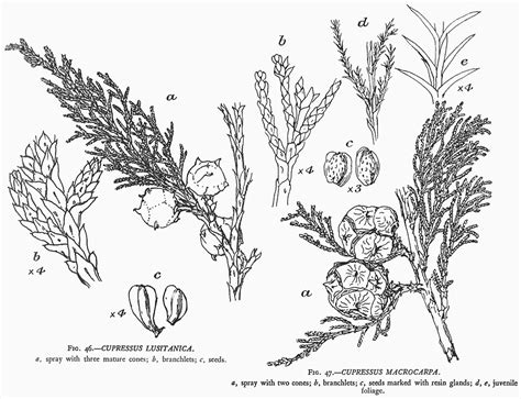 Gymnosperm Families Cupressaceae