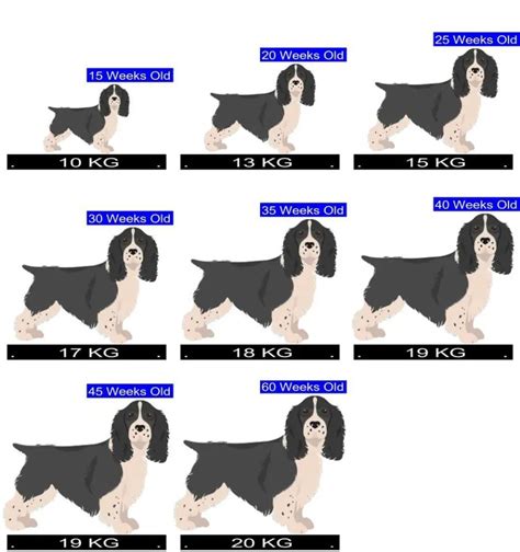 English Springer Spaniel Growth Chart English Springer Spaniel Weight Calculator