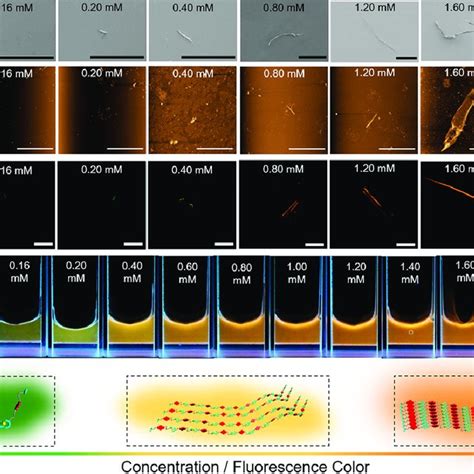 Morphology Fluorescence Behavior And Proposed Determinants Of The Download Scientific Diagram