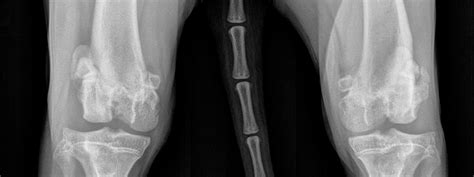 Luxating Patella Cats Symptoms Shera Alcorn