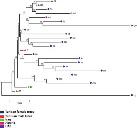 Neighbor Joining Tree Based On Trnl Trnf Spacer And Psbc Psbz Gene