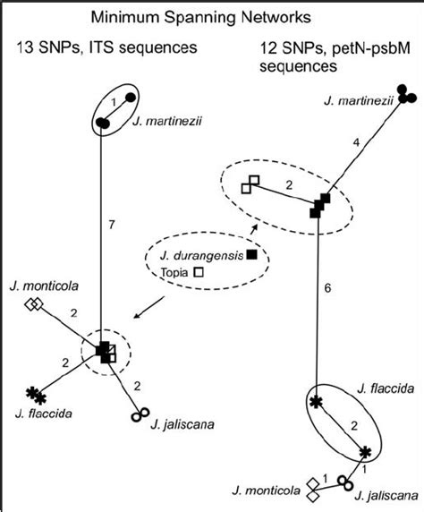 Minimum Spanning Network Based On Snps From Nrdna Left And Download Scientific Diagram
