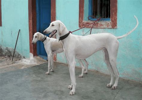 Mudhol Hound Ancient Caravan Companion Dogs Breed Guide