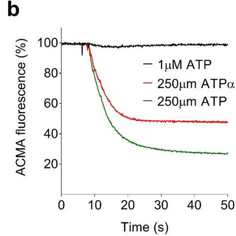 The Reaction Of Atpαs With The E Coli F 1 F 0 Atp Synthase A Download Scientific Diagram