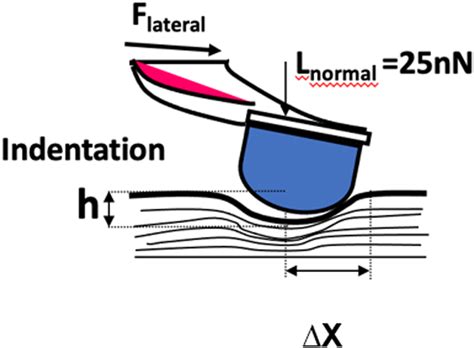 Tip Surface Interaction In Smfm Download Scientific Diagram