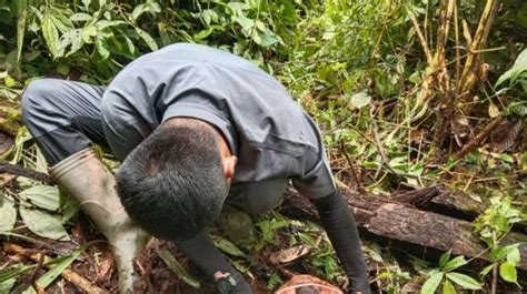 Belasan Individu Bunga Rafflesia Arnoldi Gagal Mekar Sempurna Di